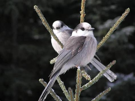 Wild Facts About The Canada Jay Bluedot Living