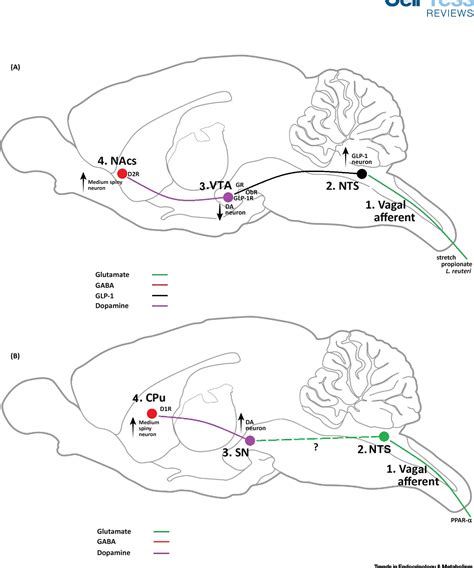 Figure 3 From Brain Feeding Circuits After Roux En Y Gastric Bypass Semantic Scholar