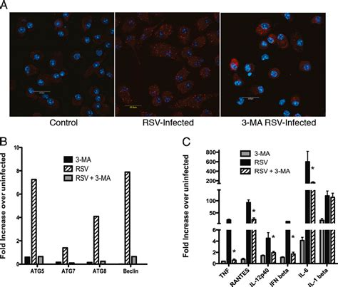 Figure 1 From Autophagy Mediated Dendritic Cell Activation Is Essential