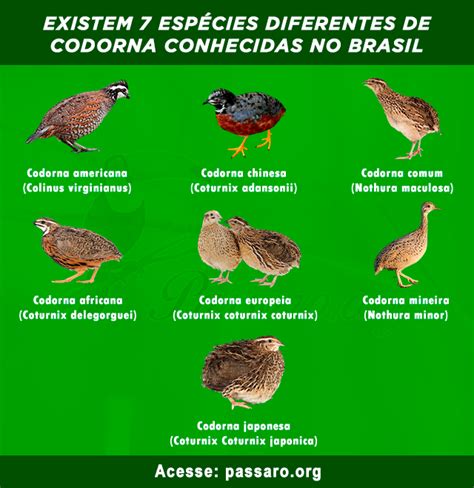 7 Tipos De Codorna Mais Conhecidas No Brasil