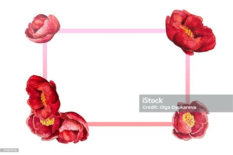 프레임과 카드 모란의 수채화 그림은 흰색 배경에 얇은 잎사귀를 남겼다 개체 그룹에 대한 스톡 벡터 아트 및 기타 이미지 개체