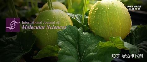 项目文章 转录组和代谢组学分析为青稞应对冷应激提供了见解 知乎