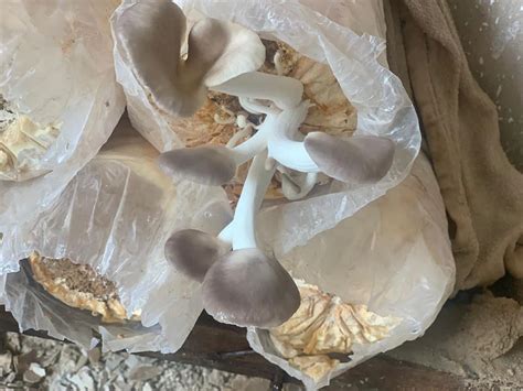 Umuntu Movement Ghana