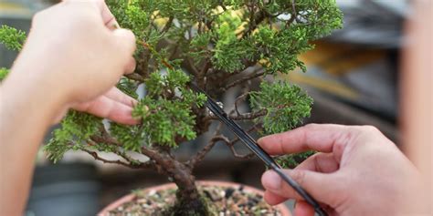 Everything You Need To Know When Growing Juniper Bonsai Trees