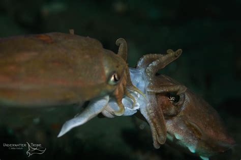 Daily Photo Cuttlefish Mating Potd Underwater Tribe
