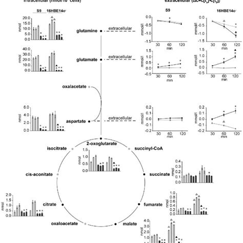 Schematic Illustration Of Relevant Reactions From The TCA Cycle And Download Scientific Diagram