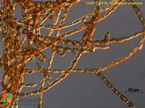 Ectocarpus Siliculosus