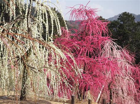 2023年3月11日 京都旅屋