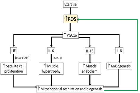 Schematic Illustrating Beneficial Role Of Ros During Exercise Upwards