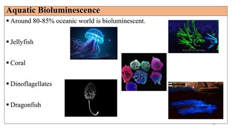 Bioluminescence Living Source Of Light On Earth Ppt