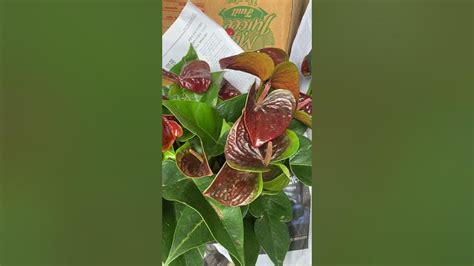 එසෙන්ශියා මෙහෙම යන්නෙ ලස්සන මල් එක්ක පැල දෙන්න තමයි 0764090776 Youtube