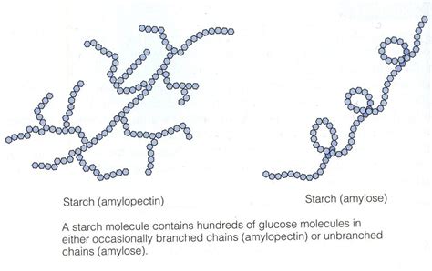 Amylopectin Structure