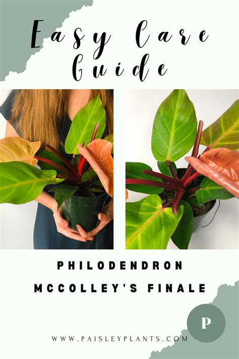 Philodendron Mccolleys Finale Plant Care Guide Paisley Plants In