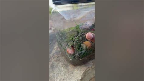 Mini Ecosystem Youtube