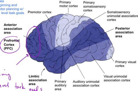 10 Prefrontal Cortex And Emotions Flashcards Quizlet