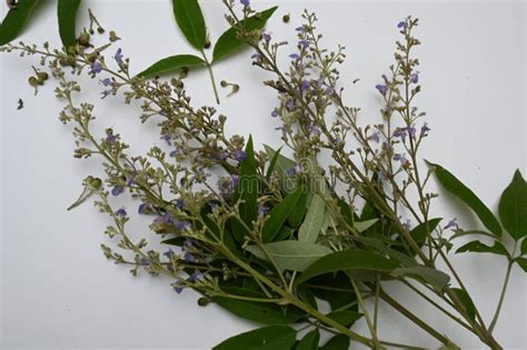 Vitex Negundo Plant Flower Stock Image Image Of Herbs Aromatic 287385297