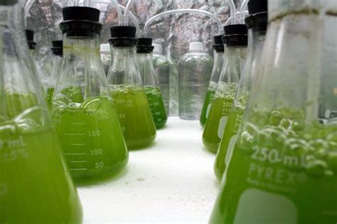 Algae Research Lab Inventgeek