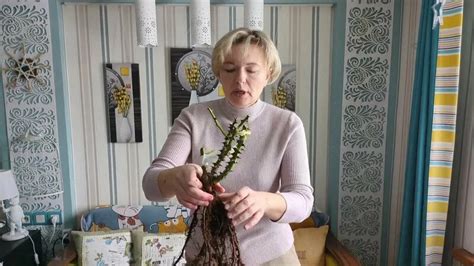 Распаковка И Посадка РОЗ ИЗ Коробки Они должны ЖИТЬ — Видео от Розы Занозы Смотреть онлайн в