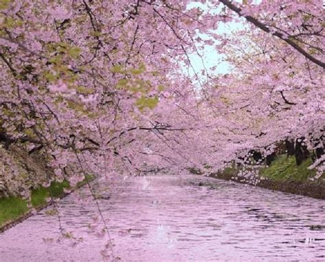 青森・弘前公園の花筏「死ぬまでに行きたい！世界の絶景」 たびこふれ