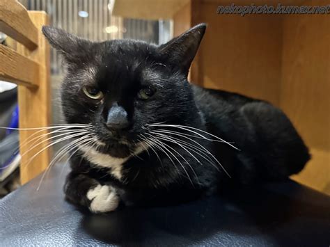 ハルちゃんの相席 9月中旬のてまり猫さんズ 街を歩けば そこに猫