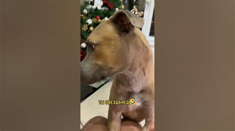 ПРАЙТЕР ПЛУТО ГДЕ МОЯ СОСИСКА ДРЕССИРОВКА ДОМА СОБАКА УЛЫБАКА