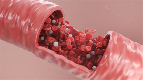Cross Section Artery View Red Blood Cells Inside An Artery Vein Healthy Blood Flow Stock