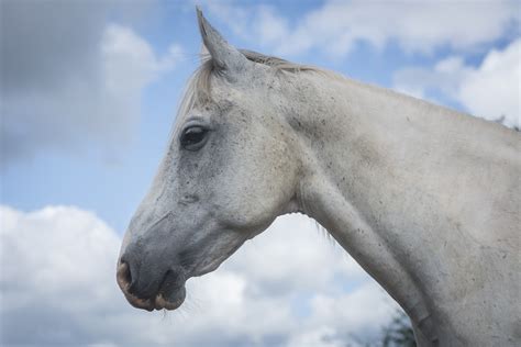 1 000 무료 Mold And 곰팡이 이미지 Pixabay