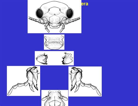 Ppt Order Plecoptera Powerpoint Presentation Free Download Id4529786