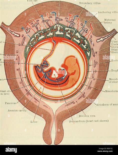 Placenta Diagram Labeled