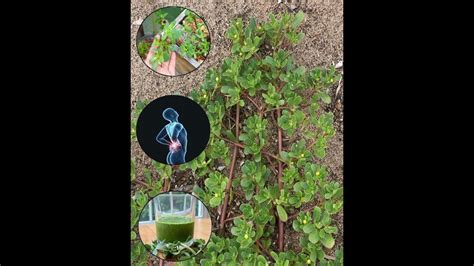 මේ ඖෂධය නම ඔබ දන්නවනම් කමෙන්ට් එකක් ලයික් එකක් සබ් එකක් දාගෙන යමු 🇱🇰🤔 Youtube