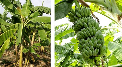 กล้วยน้ำว้าคัดพิเศษ 1 หวี มีกล้วยประมาณ 20 ลูก M I W Food