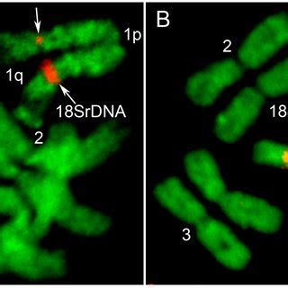 Two Variants Of Sex Determining Chromosome At Early A And Download Scientific Diagram