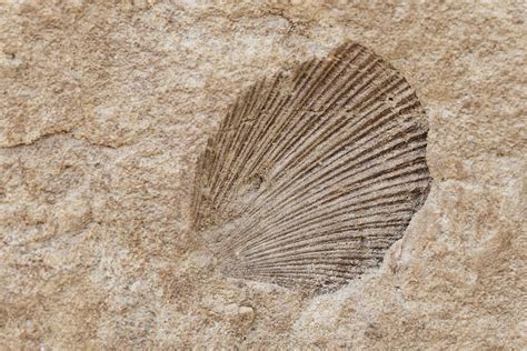 Free Photo Shell Fossil Old Ancient Stone Free Image On Pixabay