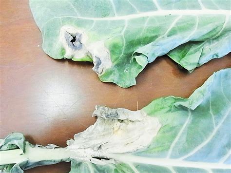 ブロッコリー菌核病香川県