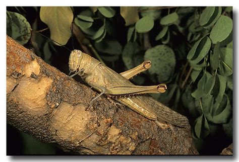 Acrididae Valanga Irregularis Giant Grasshopper Lochman