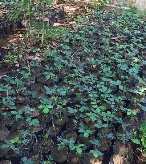 မြေဆီလွှာပြုပြင်ထိန်းသိမ်းနည်း နှင့် ဓာတုဆေးဝါးများလျှော့ချနည်းသင်တန်း