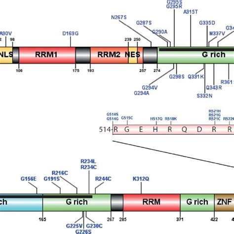 Prion Like Features Of Protein Misfolding In Other Neurodegenerative Download Scientific