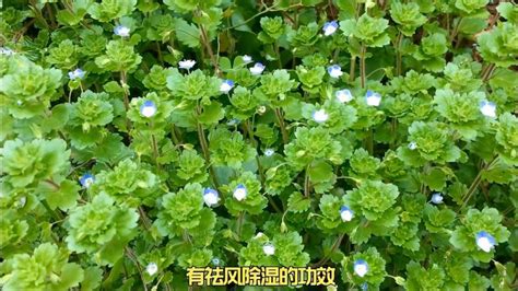 农村有种植物叫阿拉伯婆婆纳它有一个作用你不知道 三农 农民生活 好看视频