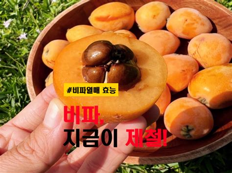 비파 효능 비파열매 맛 수확시기 네이버 블로그