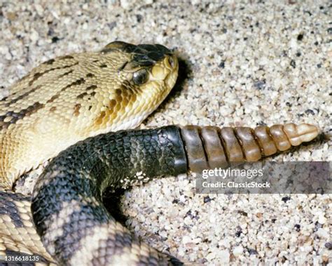 Rattlesnake Photos And Premium High Res Pictures Getty Images