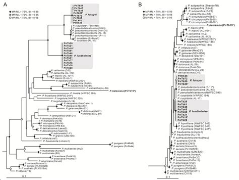 25 A Phylogenetic Tree From Maximum Likelihood Ml Analysis Based