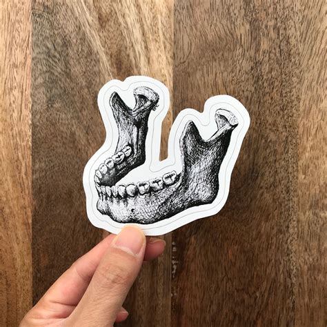 Mandible Sticker Jawbone Sticker Jaw Sticker Anatomy Sticker Laptop