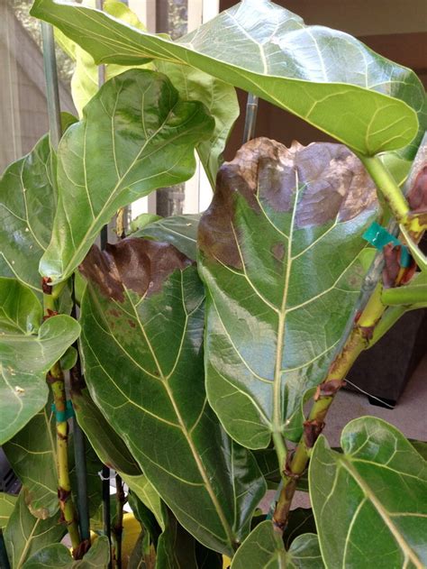 Fiddle Leaf Fig Ficus Fungus Or Root Rot Signs
