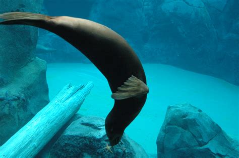 Smithsonians National Zoo Opens Spectacular New American Trail Exhibit