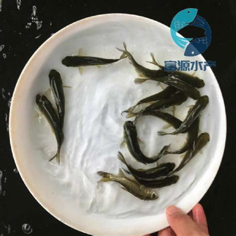 湖南永州螺丝青鱼苗批发湖南衡阳黑鲩鱼苗黑草鱼出售