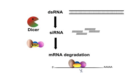 1 Major Steps In The Rnai Process The Initial Stage Is Marked By The