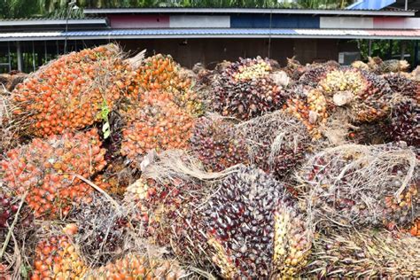 ราคาปาล์มวันนี้ 19ก ย ลดลงกี่บาทต่อกก