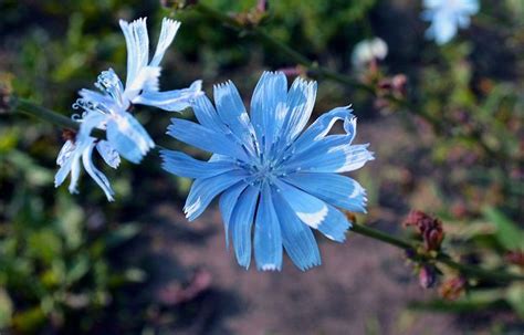 Chicory Benefits Uses And Side Effects