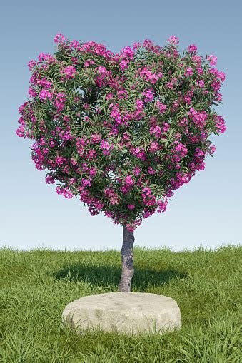 Abstact 3d 렌더링 봄 장면과 자연 연단 배경 푸른 잔디 필드 배경에 분홍색 꽃이 있는 하트 모양의 나무 제품 디스플레이