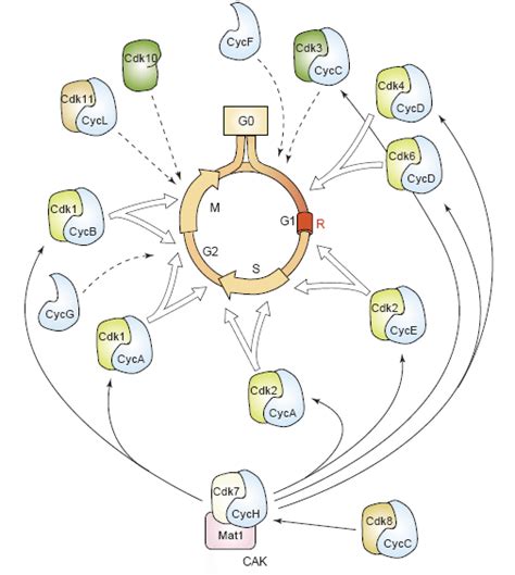 5 1 Roles Played By Different Cdk Cyclin Complexes In Mammalian Cell Download Scientific